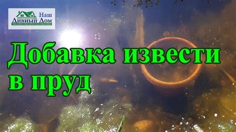 Добавка извести в пруд. Добавляем известь в пруд. Известкование пруда ...