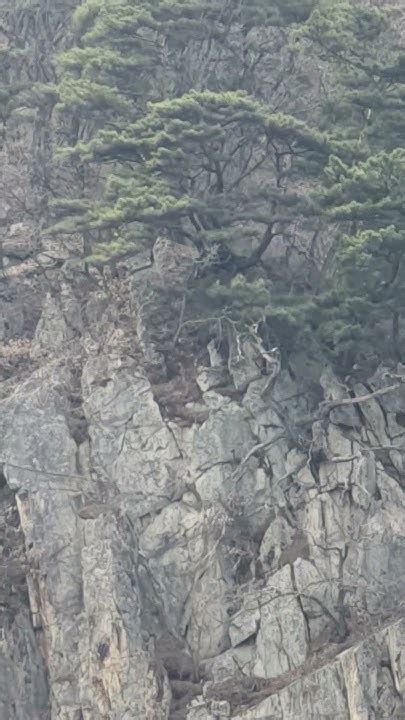 남한강 암벽위에 소나무가 멋지네요 🙏화개살 장충단공원 Youtube