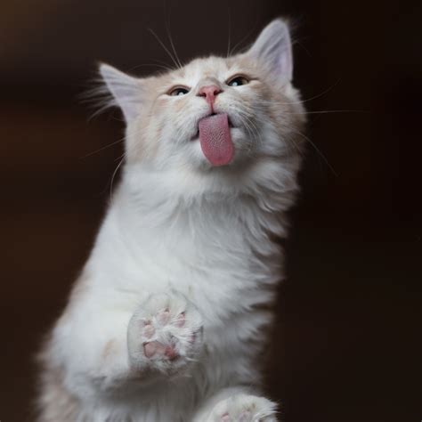 Why Does My Cat Lick Me The Lick