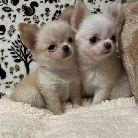 Teacup Chihuahua Puppies For Rehoming And Adoption