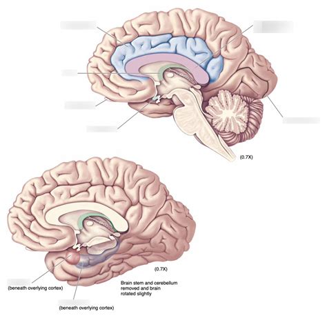 Forebrain Structures Diagram Quizlet