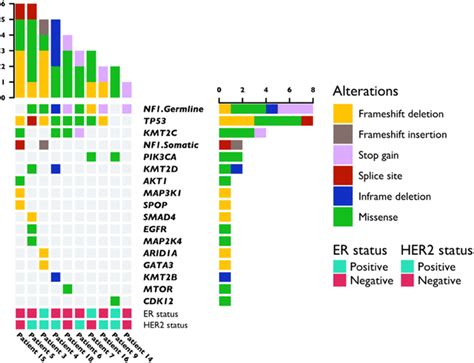Oncoplot Showing Germline And Somatic Mutations In 10 Nf1 Associated Download Scientific