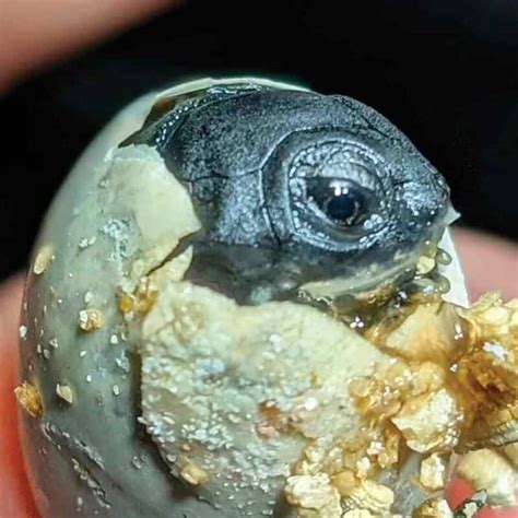 Keeping And Breeding The African Dwarf Mud Turtle Reptiles Magazine