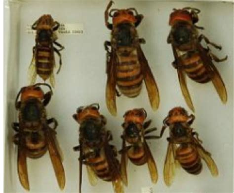 Questions And Answers About The Asian Giant Hornet