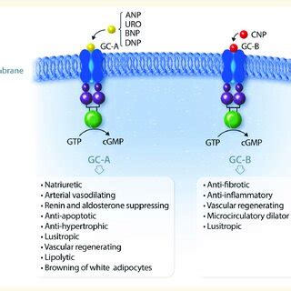 Specific Biological Properties Of GC A And GC B Download Scientific Diagram