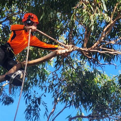 Tree Removal Adelaide Tree Cutting Adelaide Crows Nest Tree Removal