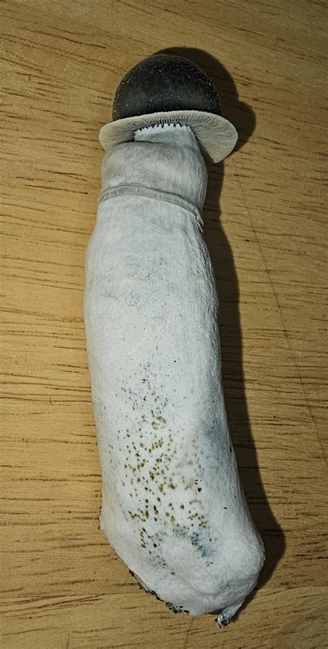 What Are These Brown Spots R Unclebens