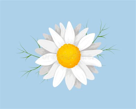 Chamomile Daisy Flower In Cartoon Style A Bright Flower With White