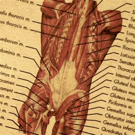 Spinal Column Chart Poster Human Anatomy Knee Posters Wall Art Home
