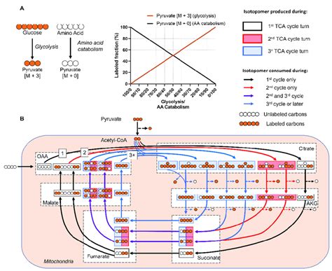 Labeling Patterns From Mammalian Metabolic Networks Are Complex And Download Scientific Diagram