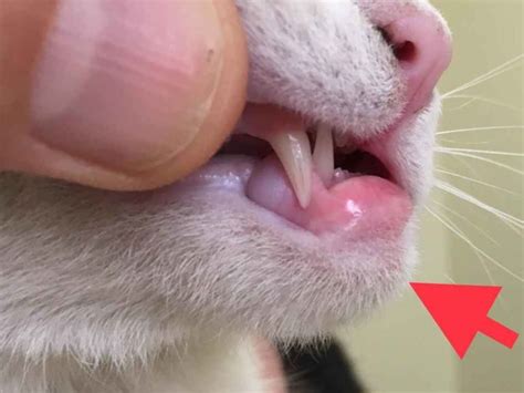 Mouth Ulcers In Cats Causes At Simon Lindquist Blog