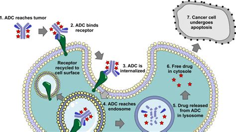Adcendo Broadens Adc Pipeline In Us1bn Biobucks Deal European