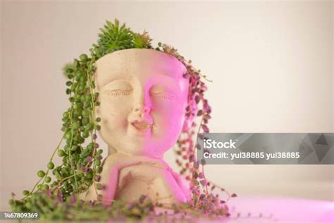 돌지와 다육 식물은 소녀 머리에 냄비입니다지속 가능한 디자인 미학 화분에 심은 즙이 많은 정원 흰색 배경에 분홍색 네온 불빛으로 식물성 녹색 머리를 가진 웃는 소녀의 형태로