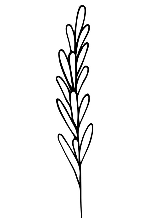 Rosemary Sprig Drawing