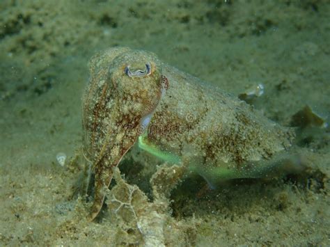 Common Cuttlefish Or European Common Cuttlefish Sepia Officinalis