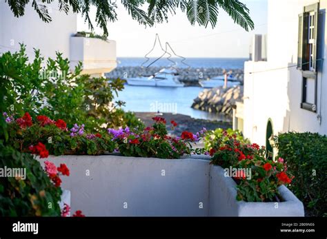 White Vacation Houses On Canary Islands Tropical Flora And Flowers In