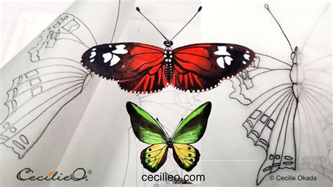 How To Draw Butterfly And Colour