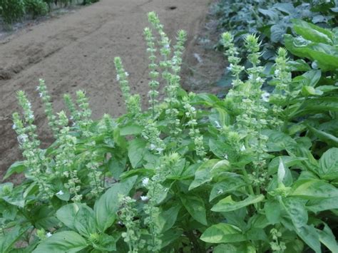 植物編のシソ科のバジル