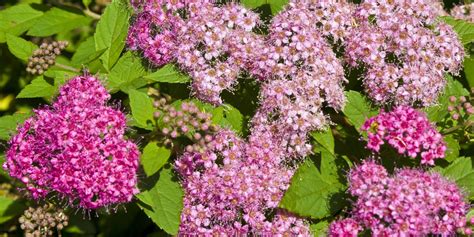 Spiraea May Bush The Heritage Nursery
