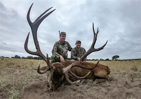 Pointer Big Game Red Stag