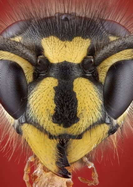 Bug Eyes Fan Casting On Mycast