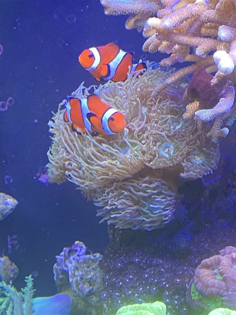 Is This Normal Clownfish Behavior Reef2reef