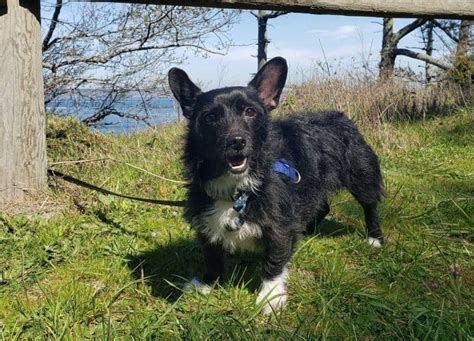 Scottish Terrier Corgi Mix