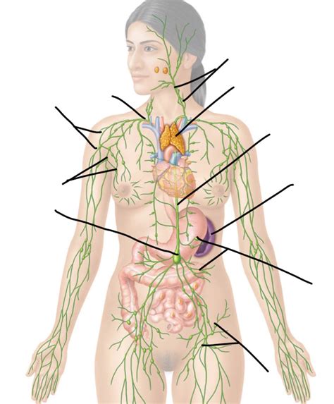 Lymphatic System 1 Diagram Quizlet