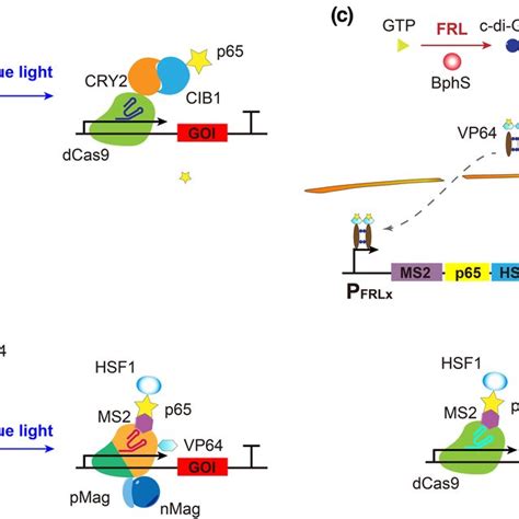 Optocontrolled Cre Recombinase System For Gene Recombination A Blue Download Scientific