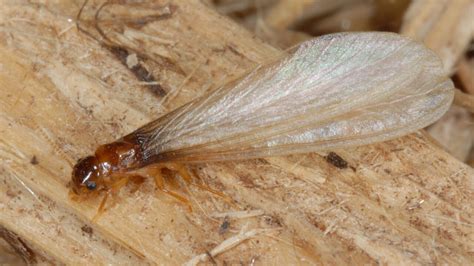 Formosan Termite Swarms Threaten Large Part Of State Mississippi