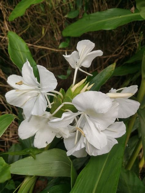 Pin Av 雨帆 På 自設圖板