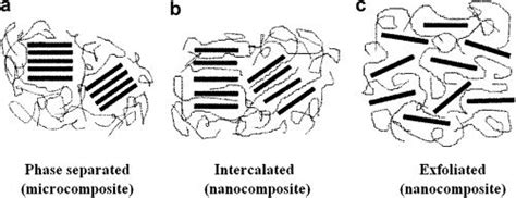 Schematic Showing Three Morphological States As Originally Suggested Download Scientific