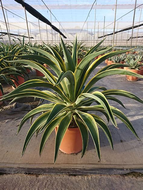 Agave Desmettiana Variegata Medipalm