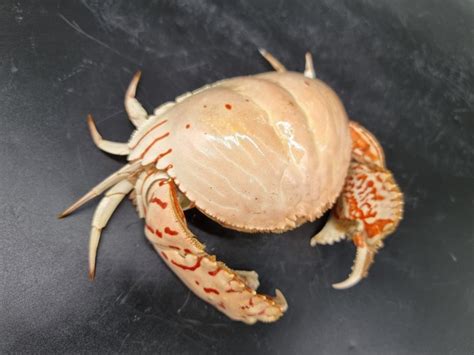 Crab Articulated Skeleton Calappa Calappa Catawiki