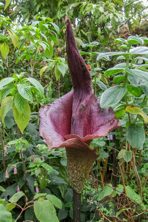 50 Weird And Unusual Flowers Sunny Home Gardens