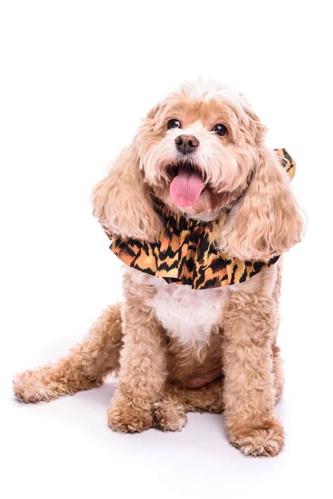 Do Cockapoos Make Good Therapy Dogs