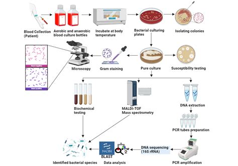 Bacterial Identification From Septic Patient Blood Samples Biorender