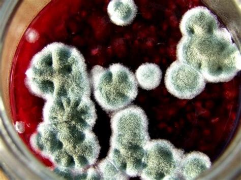 რატომ უჩნდება მურაბას ობი და შეიძლება თუ არა მისი საკვებად გამოყენება Gemrielia Ge