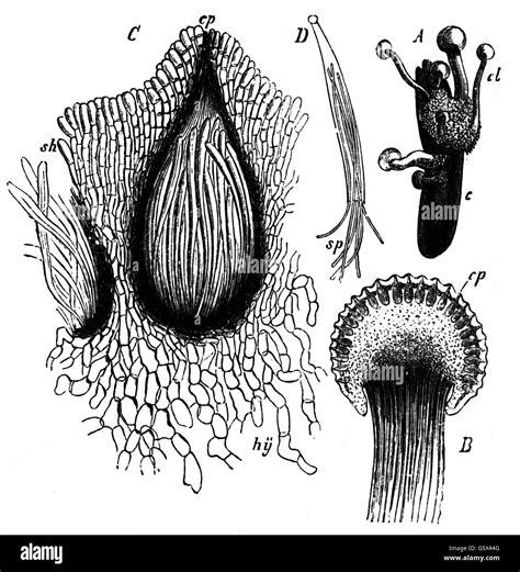 Claviceps Purpurea