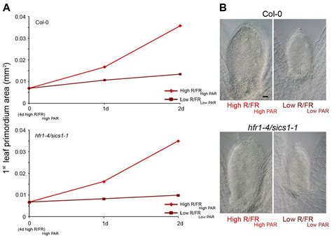 Multiple Pathways In The Control Of The Shade Avoidance Response