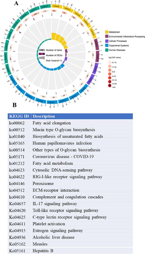 Combined Transcriptomic And Proteomic Profiling Of The Mouse Anterior