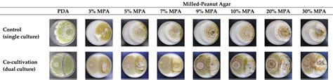 Hyphal Expansion Of Aflatoxigenic Aspergillus Flavus Strain A8r Download Scientific Diagram
