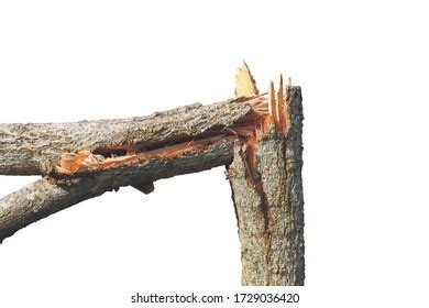Broken Trees Images Stock Photos Vectors Shutterstock