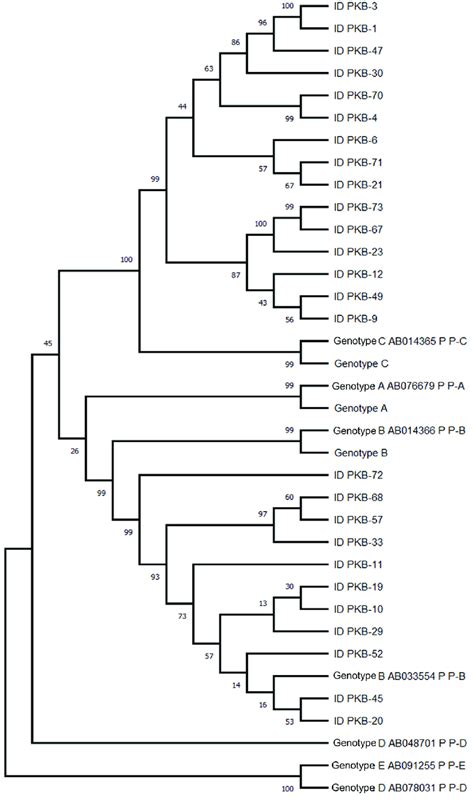 Phylogenetic Tree Analysis Of Reverse Transcriptase Gene Of Hepatitis B Download Scientific