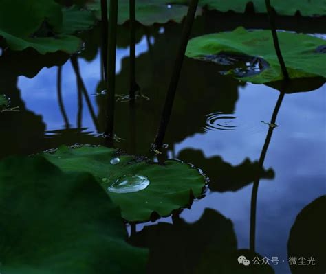 星辰文艺丨诗歌为荷