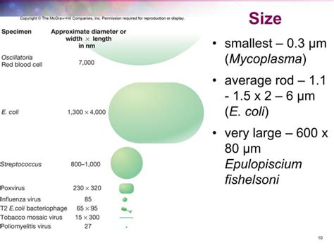 Bacteria Cell Structure Nd Complete Explanation Of PPT