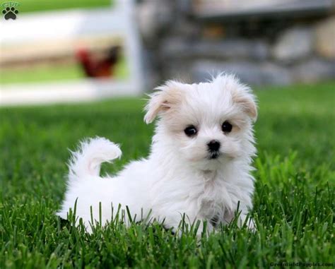 Miniature White Maltese