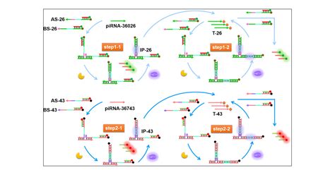 Development Of A Single Molecule Biosensor Based On Polymerization Transcription Mediated Target