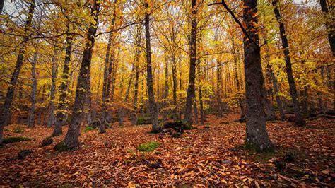 Есенно равноденствие Пълно ръководство за астрономическото събитие