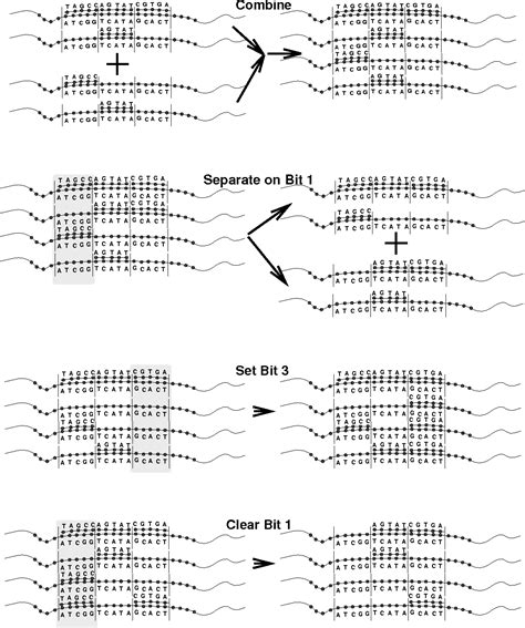 Figure 1 From A Sticker Based Model For Dna Computation Semantic Scholar